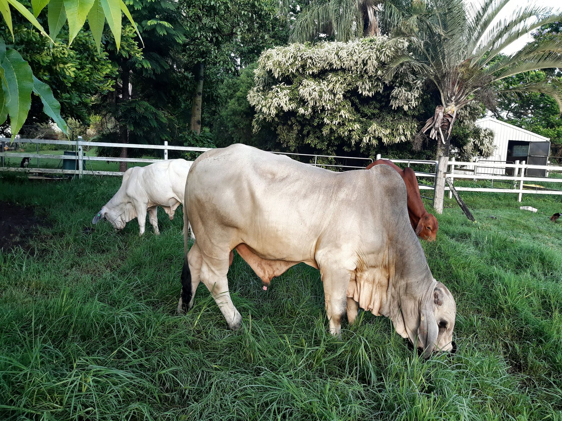 Paddock Sales | Sullivan Livestock and Rural Services