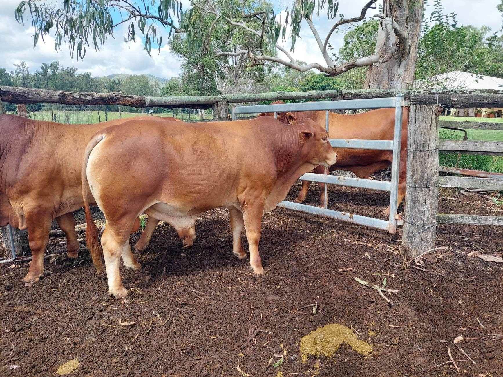 Paddock Sales | Sullivan Livestock and Rural Services