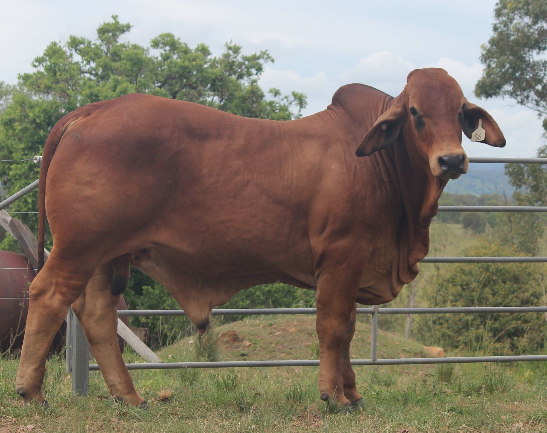 Paddock Sales | Sullivan Livestock and Rural Services