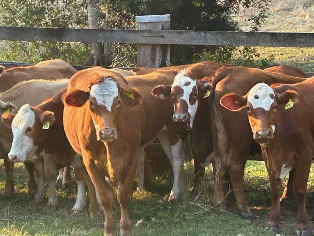 Upcoming Sales | Sullivan Livestock and Rural Services