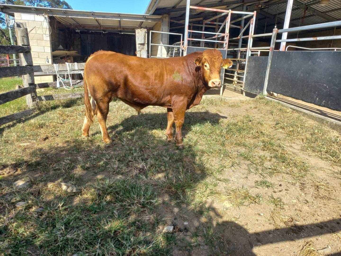Paddock Sales | Sullivan Livestock and Rural Services