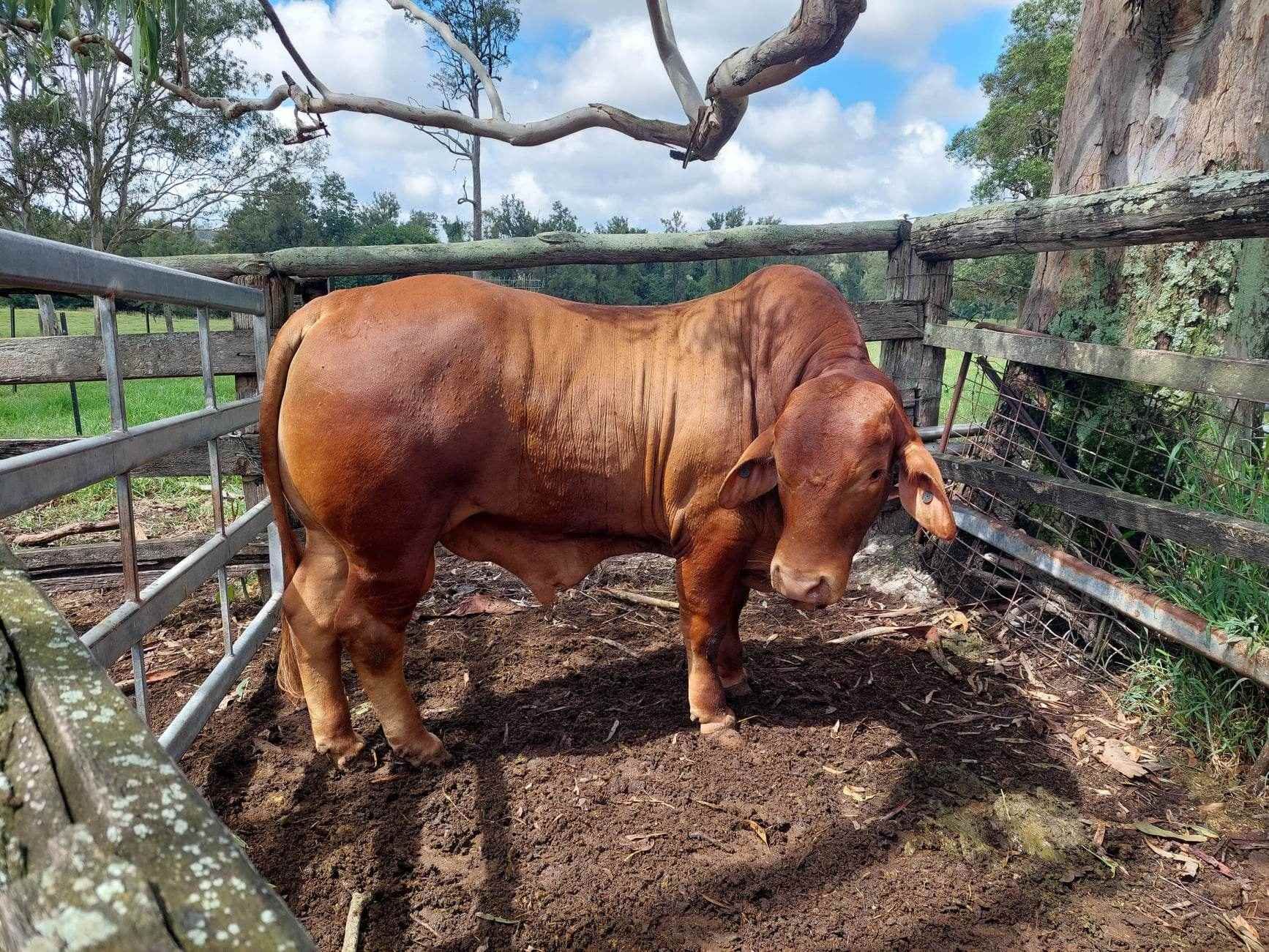 Paddock Sales | Sullivan Livestock and Rural Services