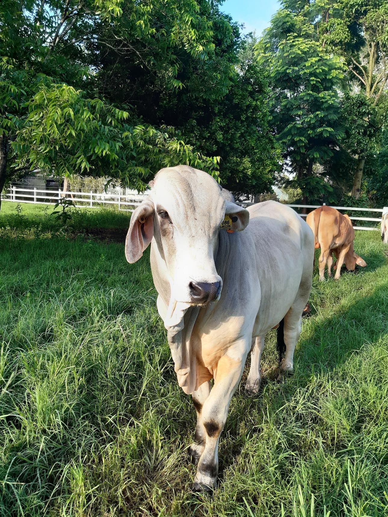 Paddock Sales | Sullivan Livestock and Rural Services