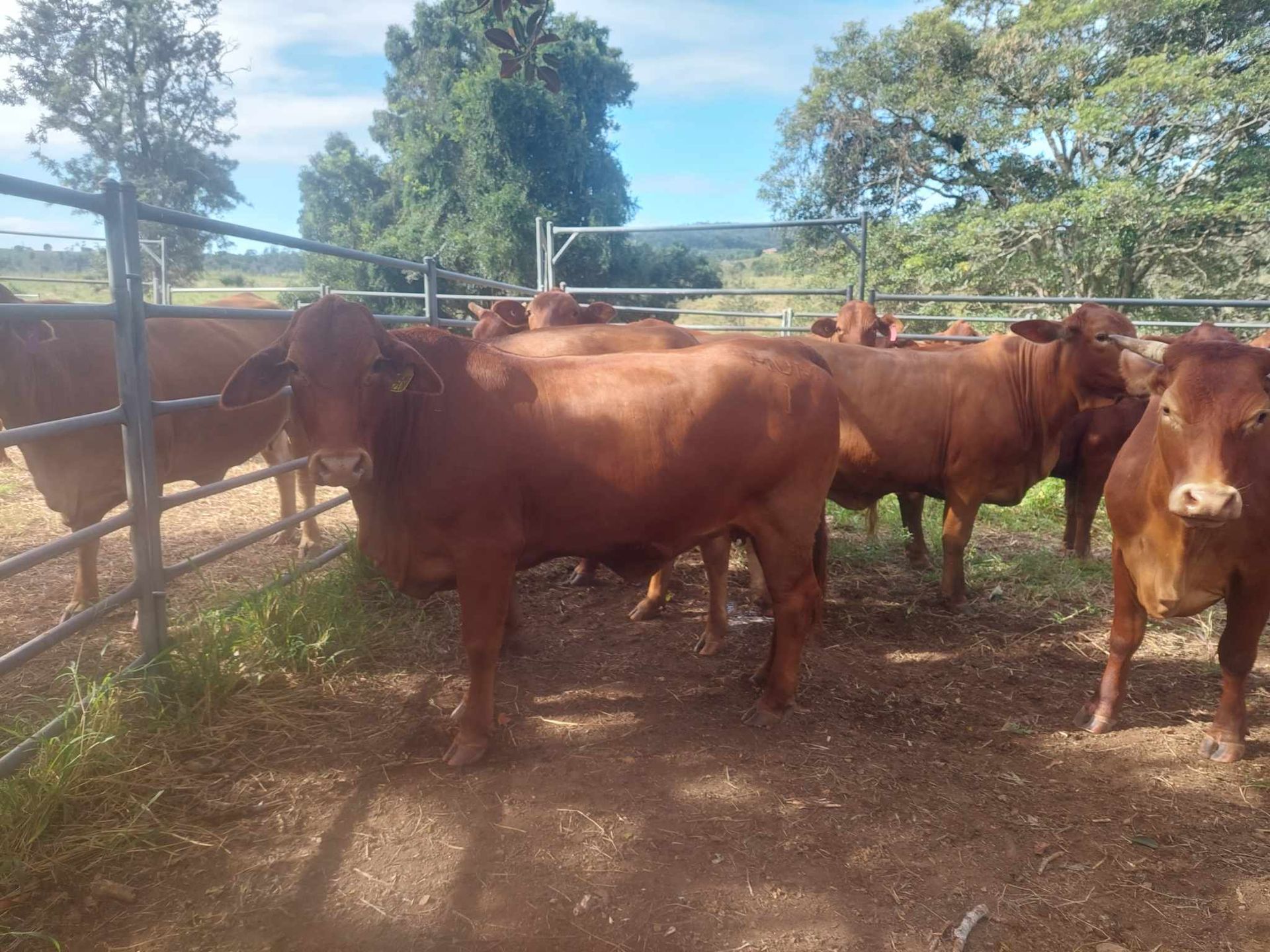 Upcoming Sales | Sullivan Livestock and Rural Services