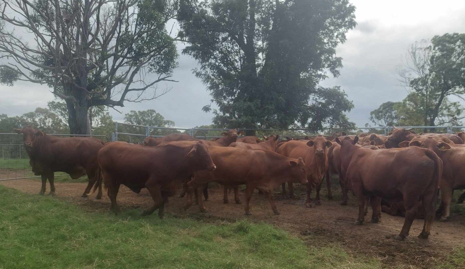 Upcoming Sales | Sullivan Livestock and Rural Services