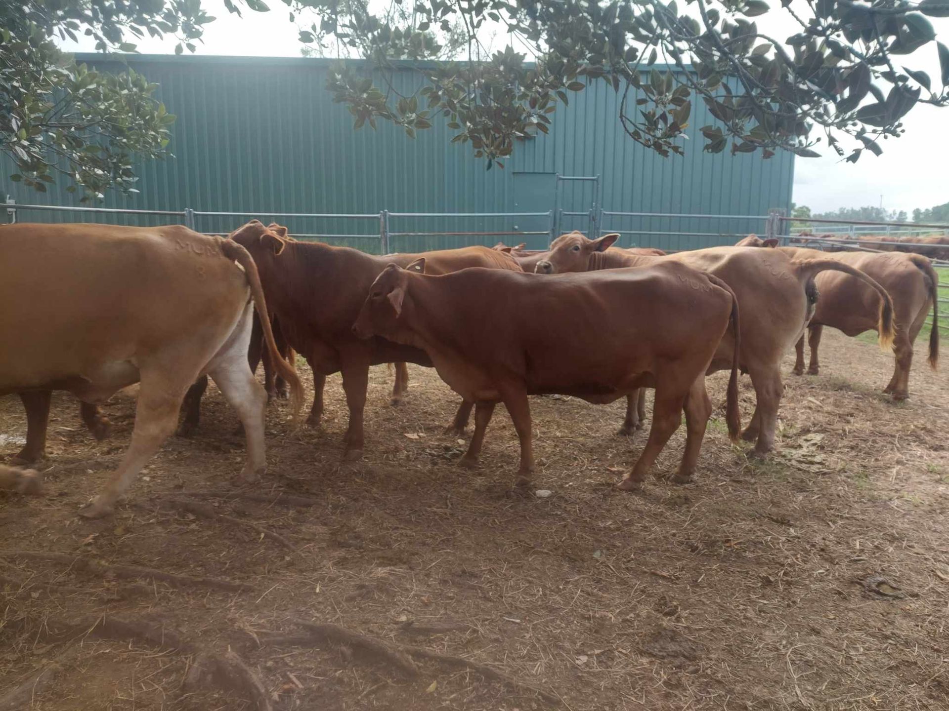 Upcoming Sales | Sullivan Livestock and Rural Services