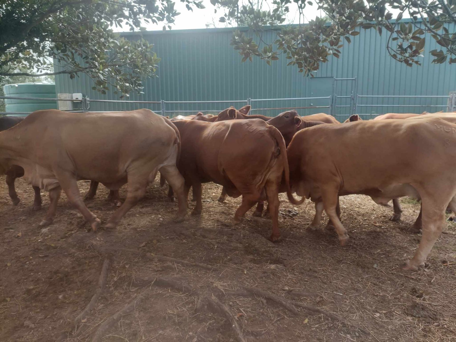 Upcoming Sales | Sullivan Livestock and Rural Services