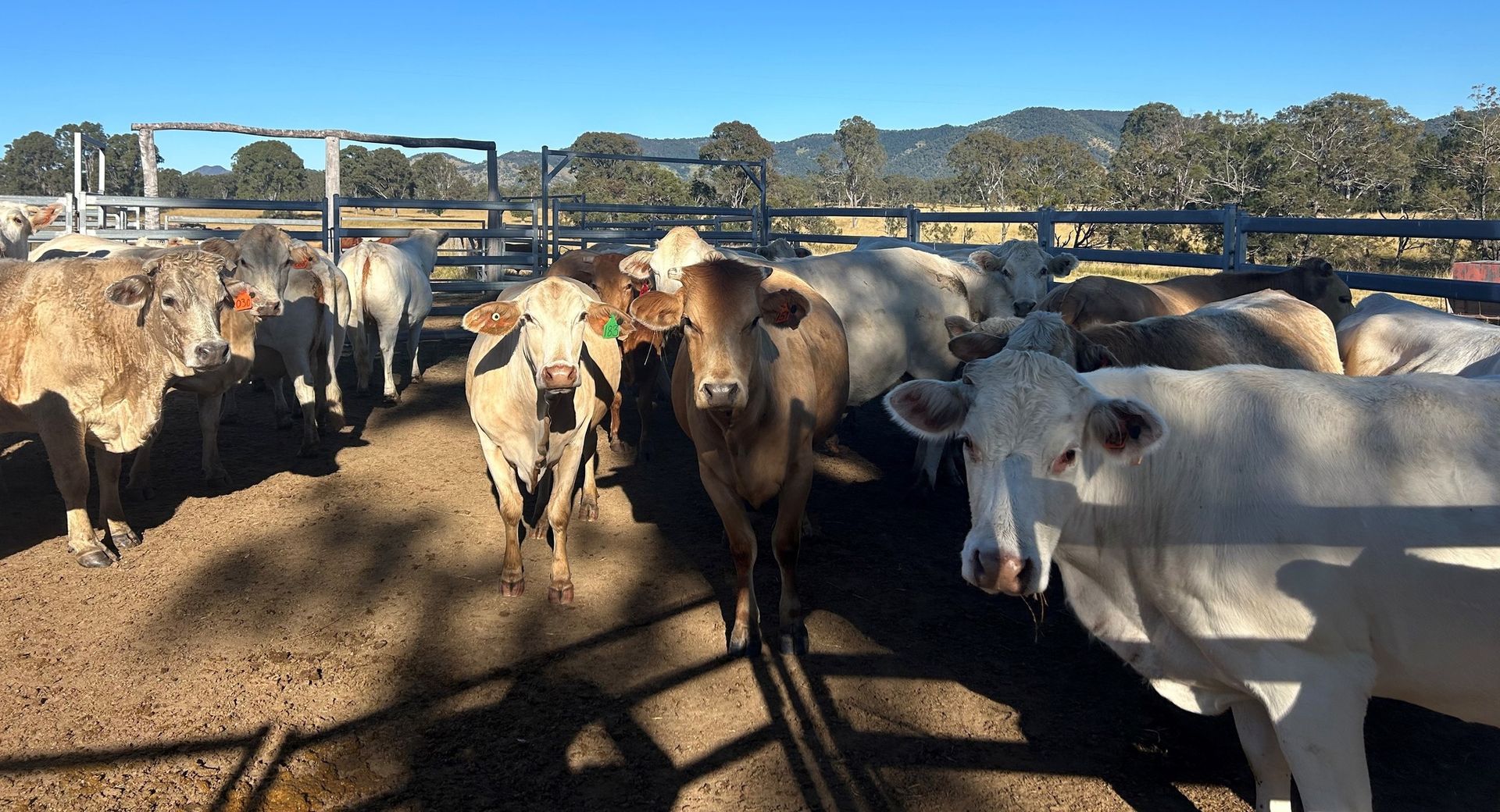 Paddock Sales | Sullivan Livestock and Rural Services