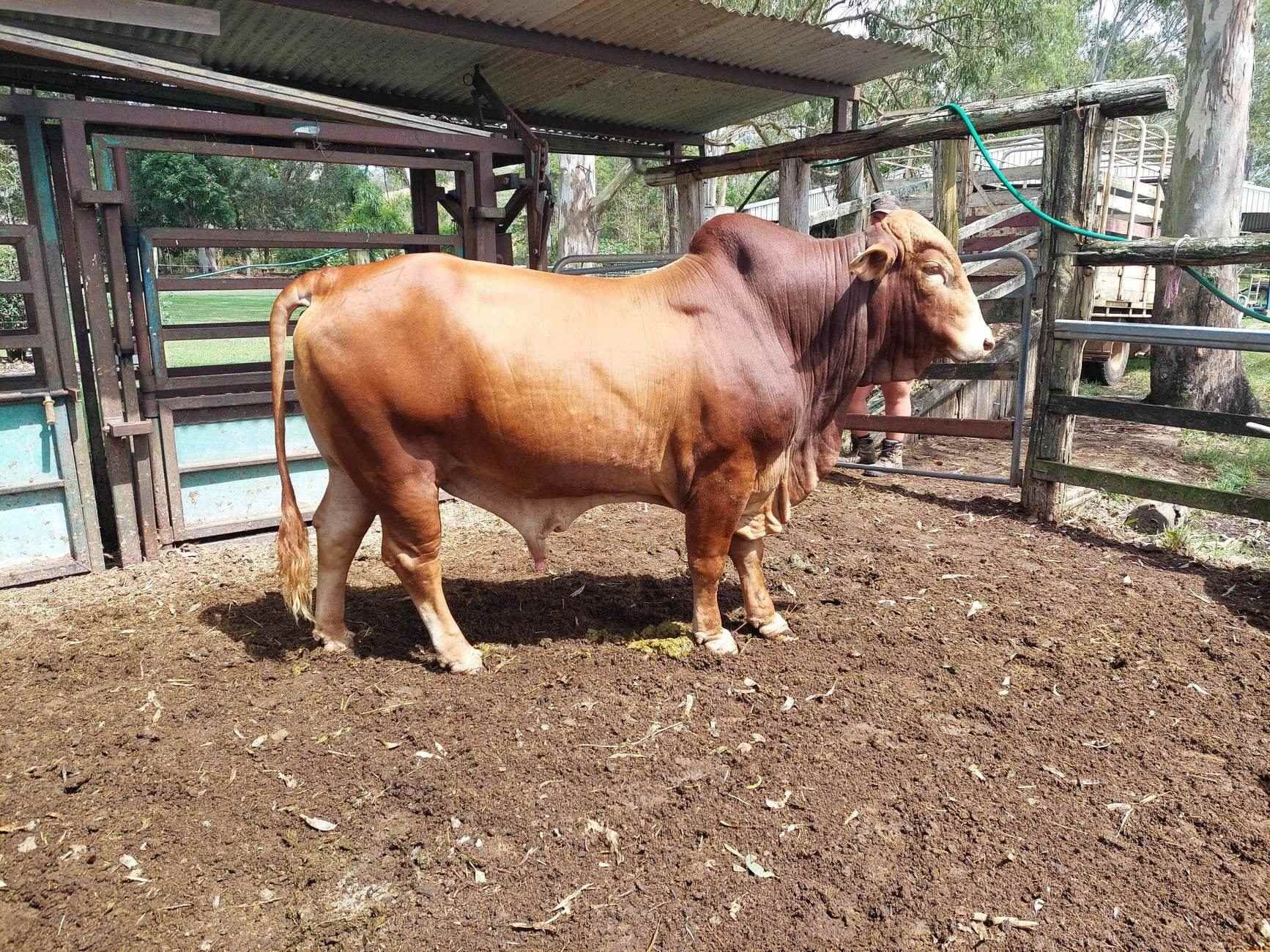 Paddock Sales | Sullivan Livestock and Rural Services
