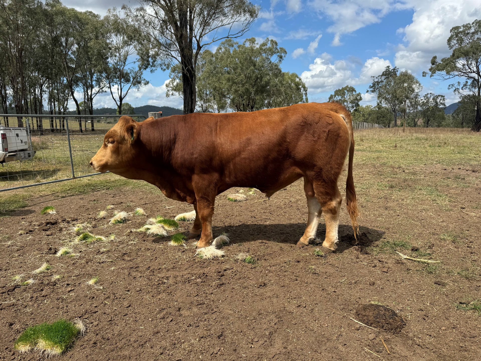 Paddock Sales | Sullivan Livestock and Rural Services