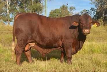 Paddock Sales | Sullivan Livestock and Rural Services