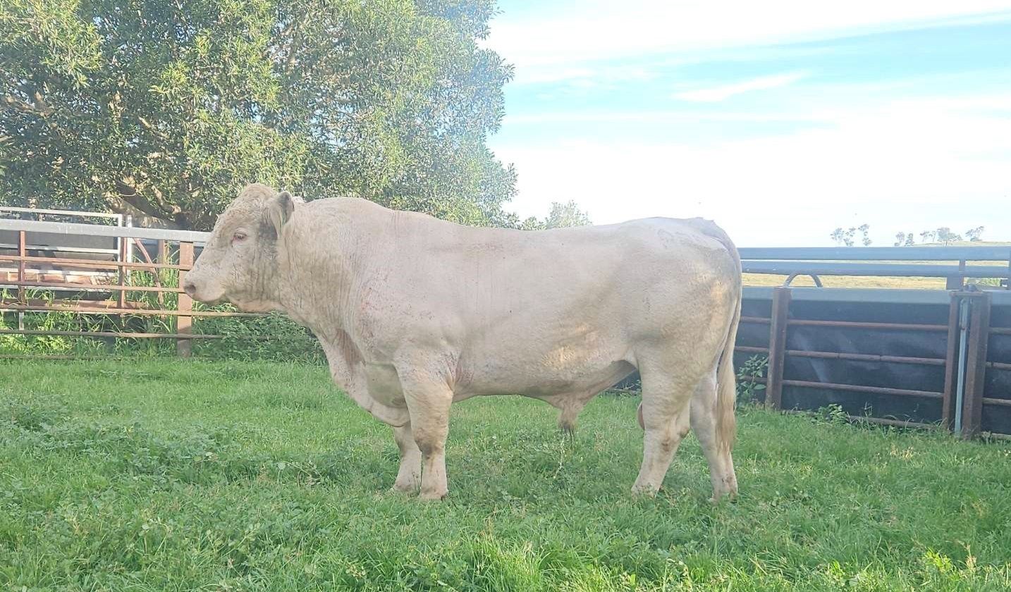Paddock Sales | Sullivan Livestock and Rural Services