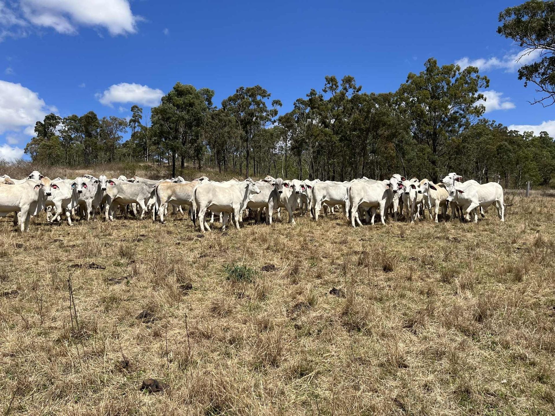 Upcoming Sales | Sullivan Livestock and Rural Services