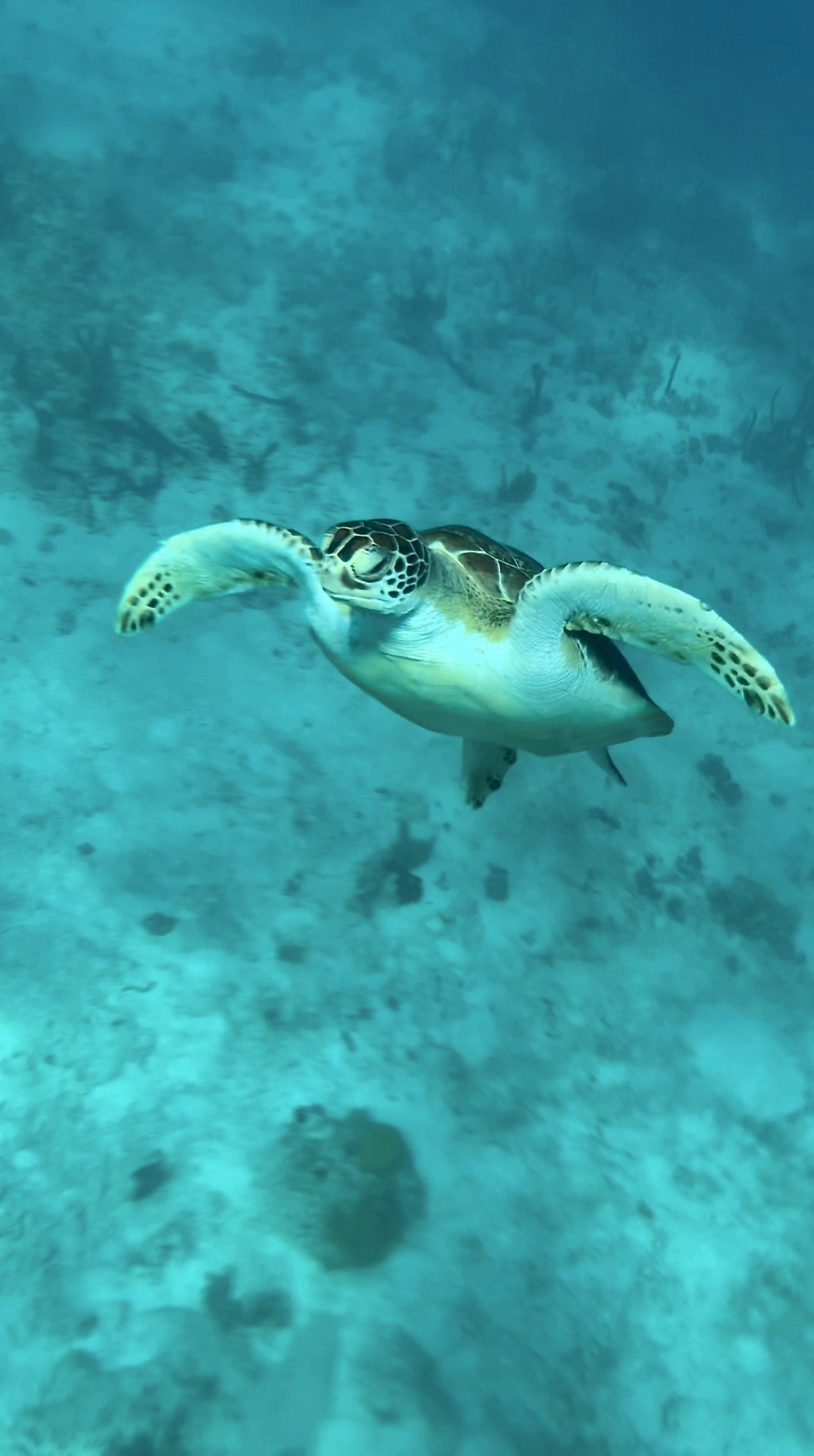 St Thomas Full Day Turtle Snorkel & Beach Getaway | Someday Charter