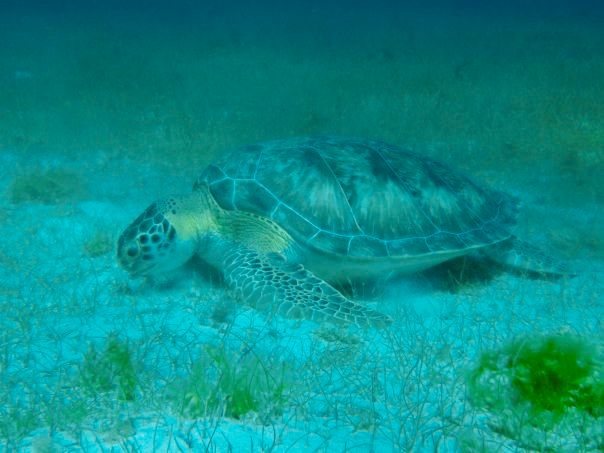St. Thomas Snorkeling, Turtle, & Beach Adventure Half Day | Someday ...
