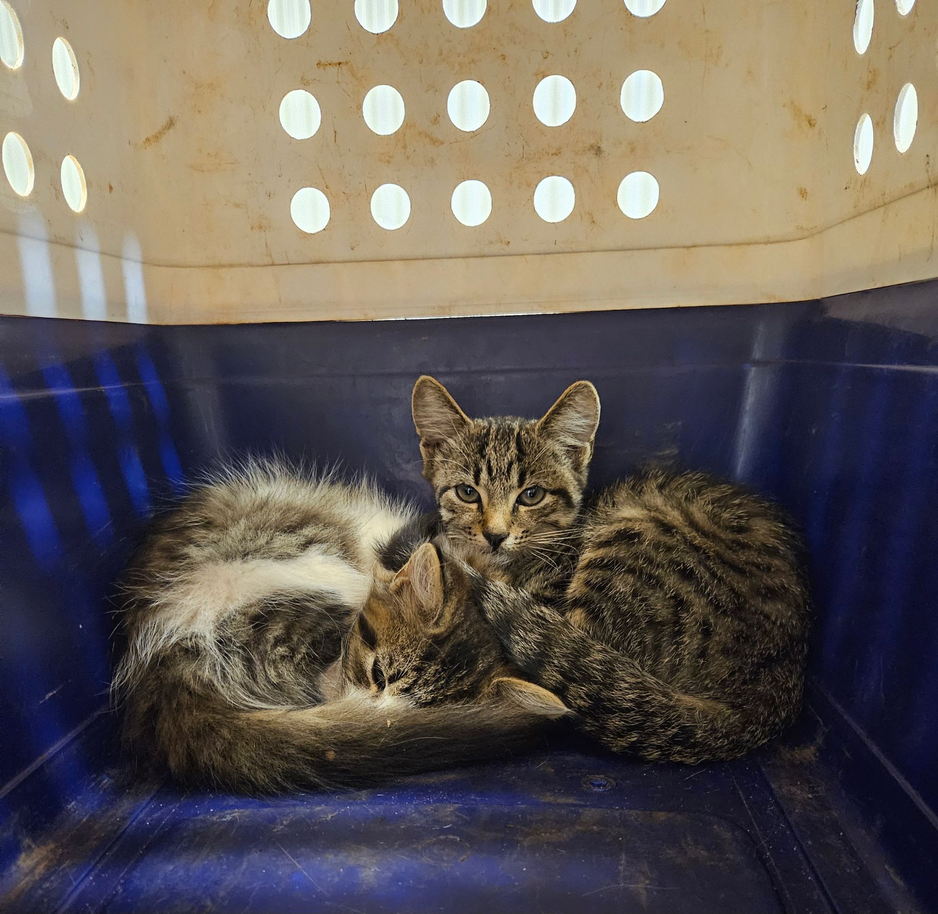 Animal Management Team