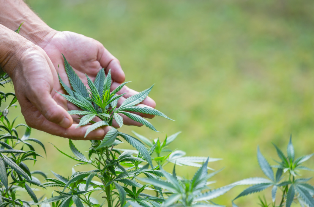 CBD vs CBN vs THC: What’s the Difference and Which One Should You Use?