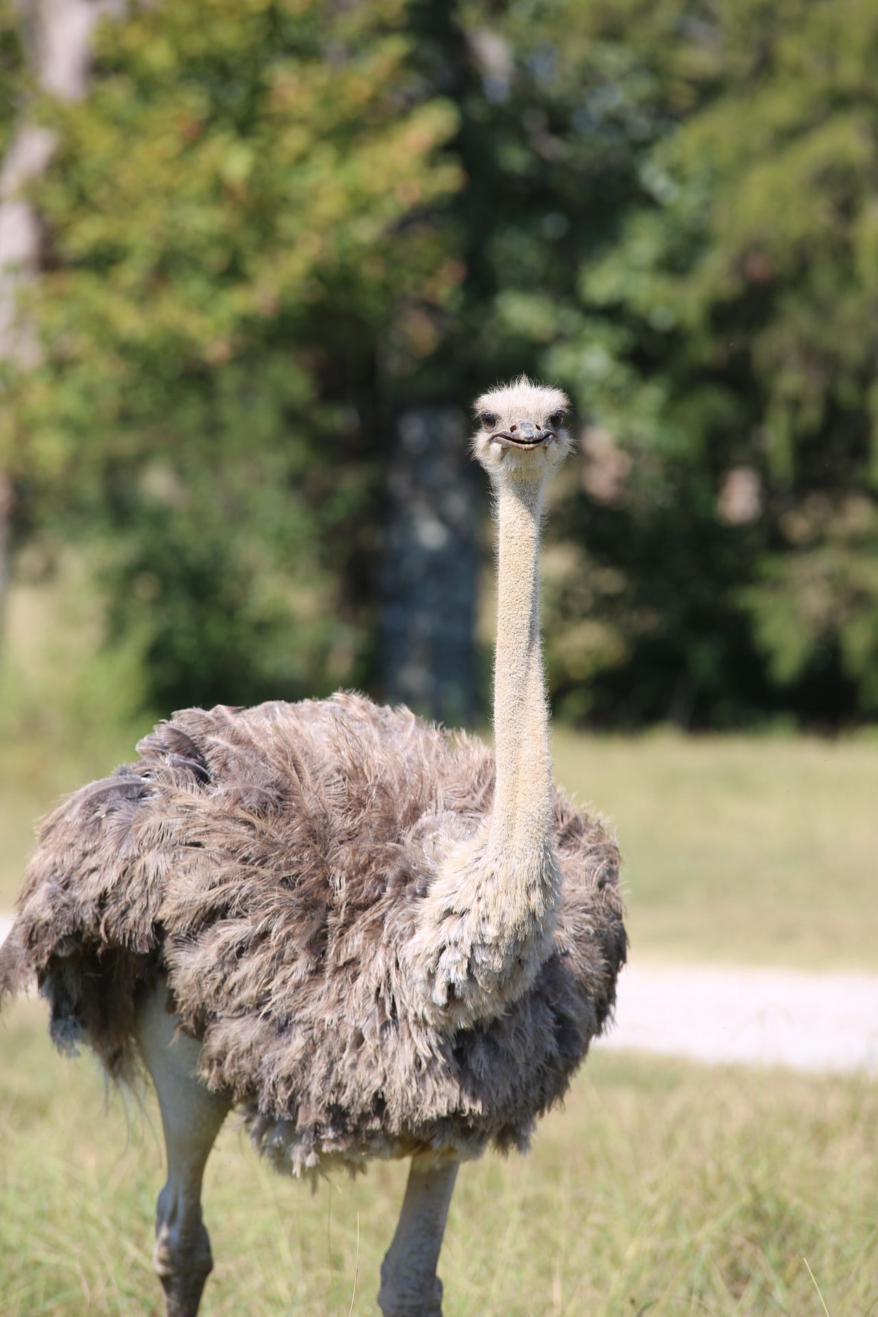 Zoo | Tupelo Buffalo Park | Since 2001 | Tupelo, MS