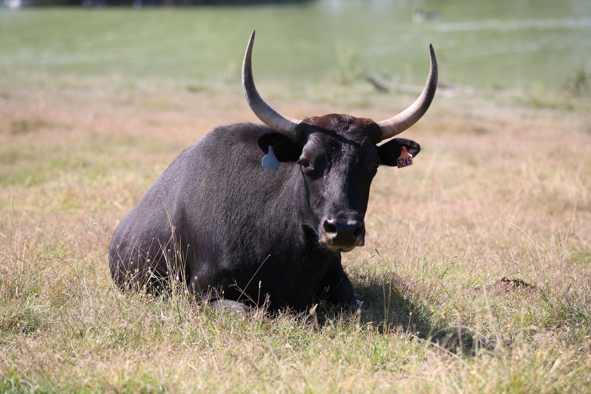Zoo | Tupelo Buffalo Park | Since 2001 | Tupelo, MS