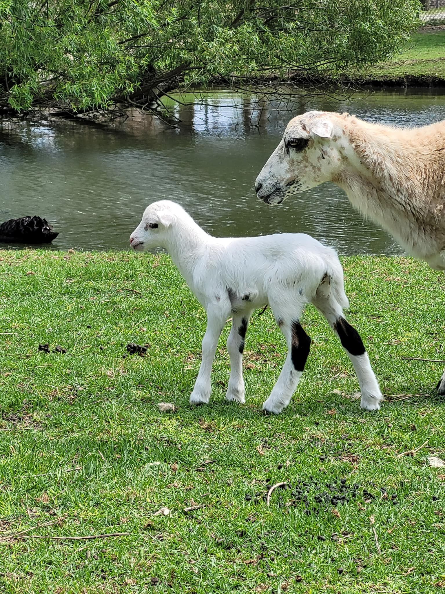 Zoo | Tupelo Buffalo Park | Since 2001 | Tupelo, MS
