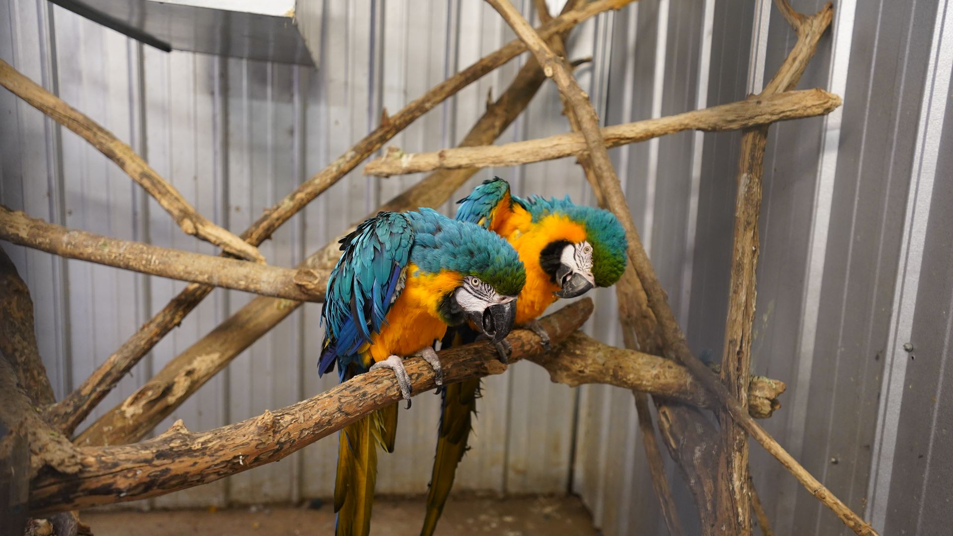 Zoo | Tupelo Buffalo Park | Since 2001 | Tupelo, MS