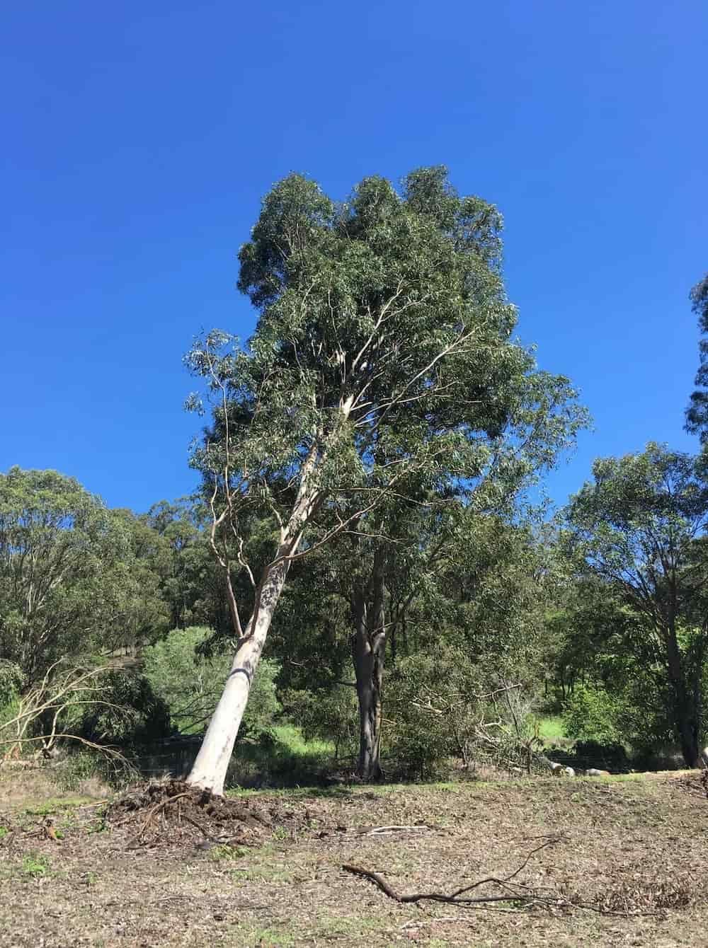 Tree Removal in Burrum Heads | Active Tree Fellas