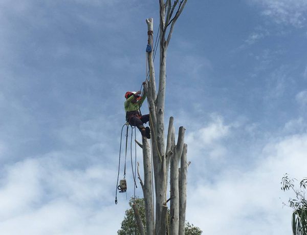 Active Tree Fellas | Arborists in Hervey Bay
