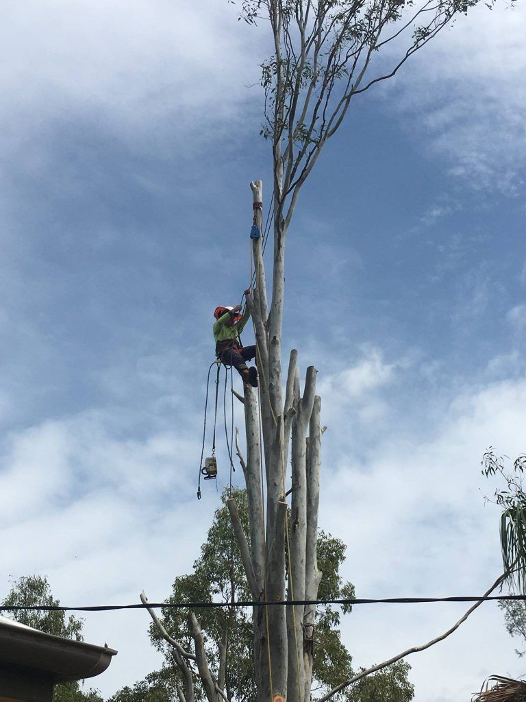 Arborist Reports in Hervey Bay | Active Tree Fellas