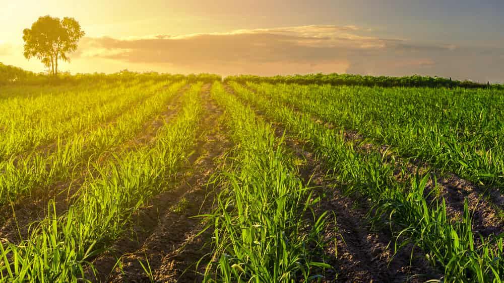 Active Tree Fellas | Arborists in Hervey Bay