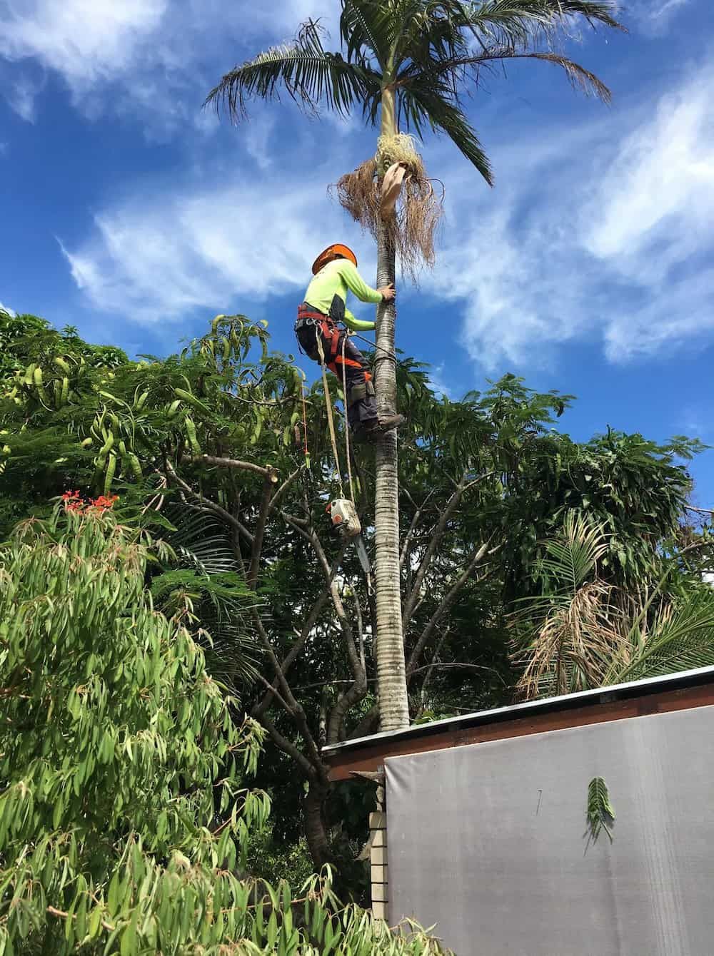 Tree Trimming in Hervey Bay | Active Tree Fellas
