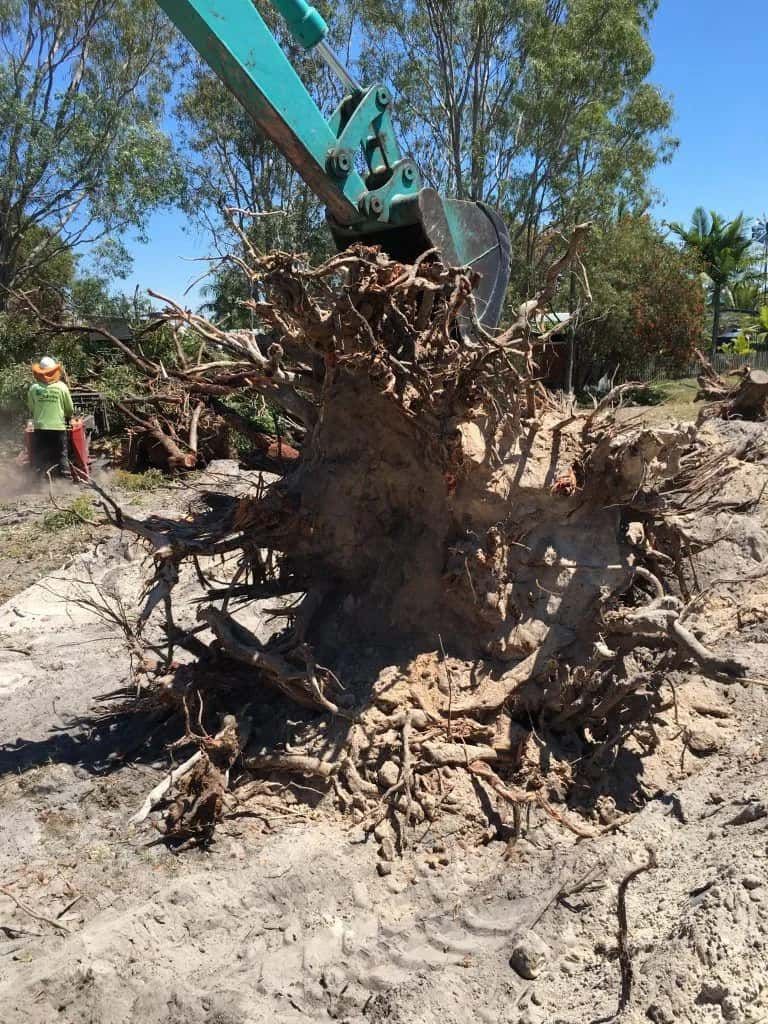 Stump Removal in Hervey Bay | Active Tree Fellas