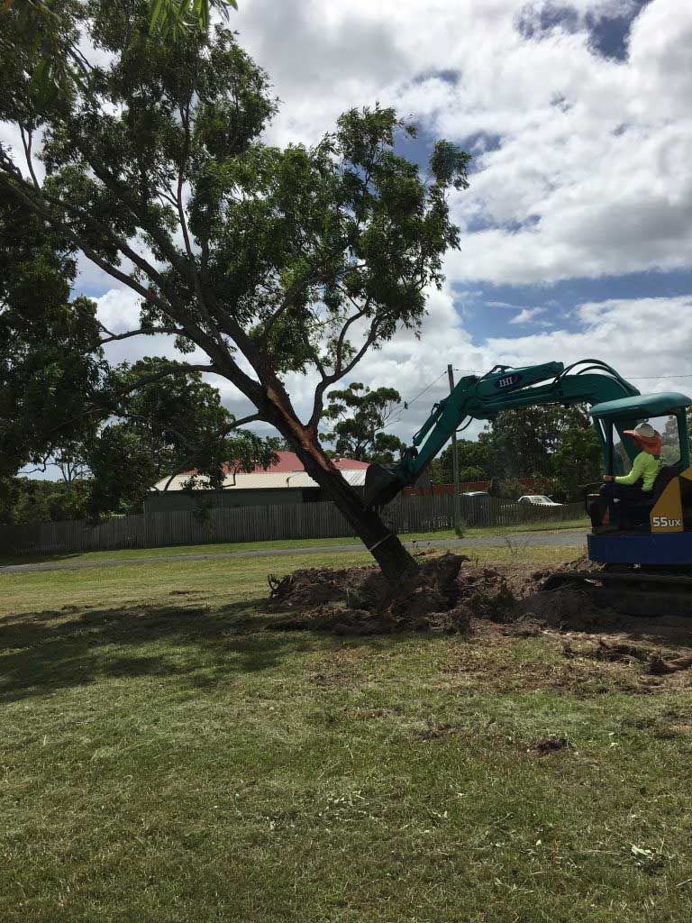 Tree Clearing in Hervey Bay | Active Tree Fellas