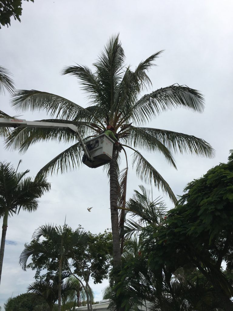 Active Tree Fellas | Arborists in Hervey Bay