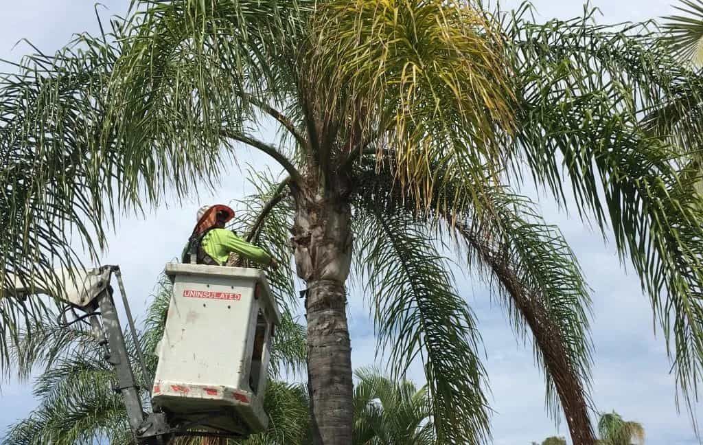 Palm Tree Maintenance in Hervey Bay | Active Tree Fellas