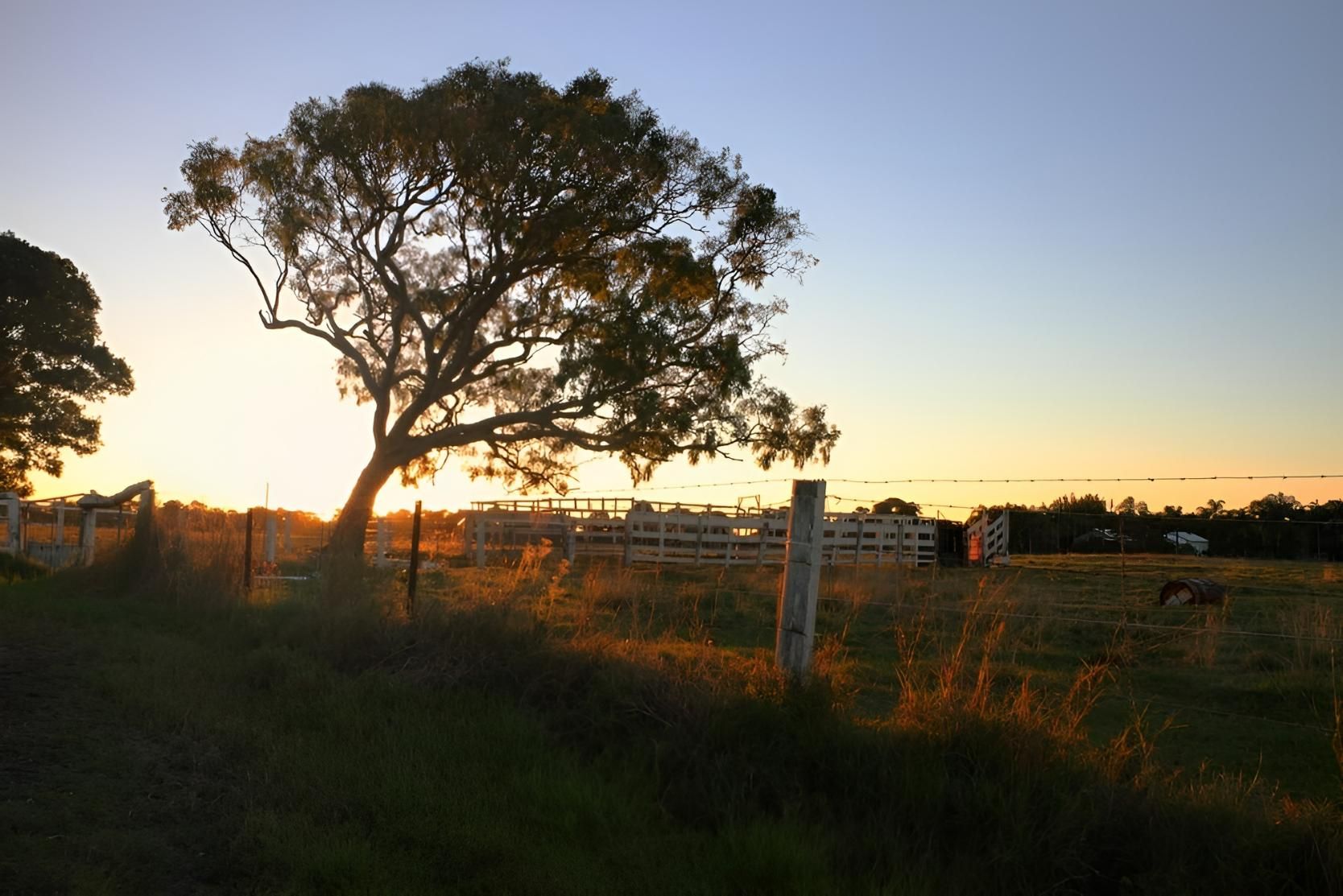 Active Tree Fellas | Arborists in Hervey Bay