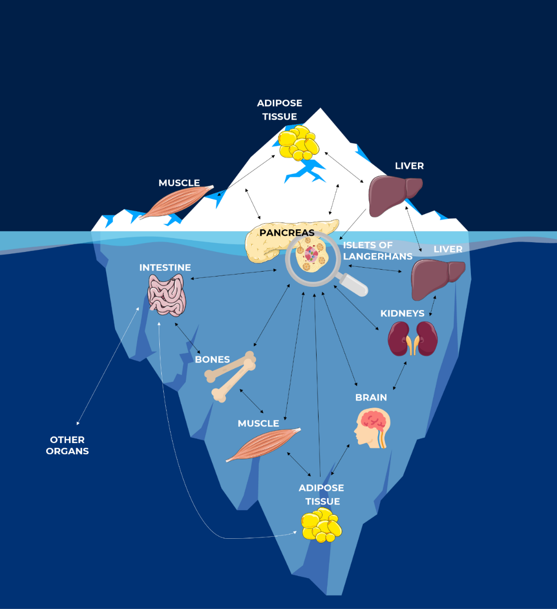 Diabetes research center, France | CeeD