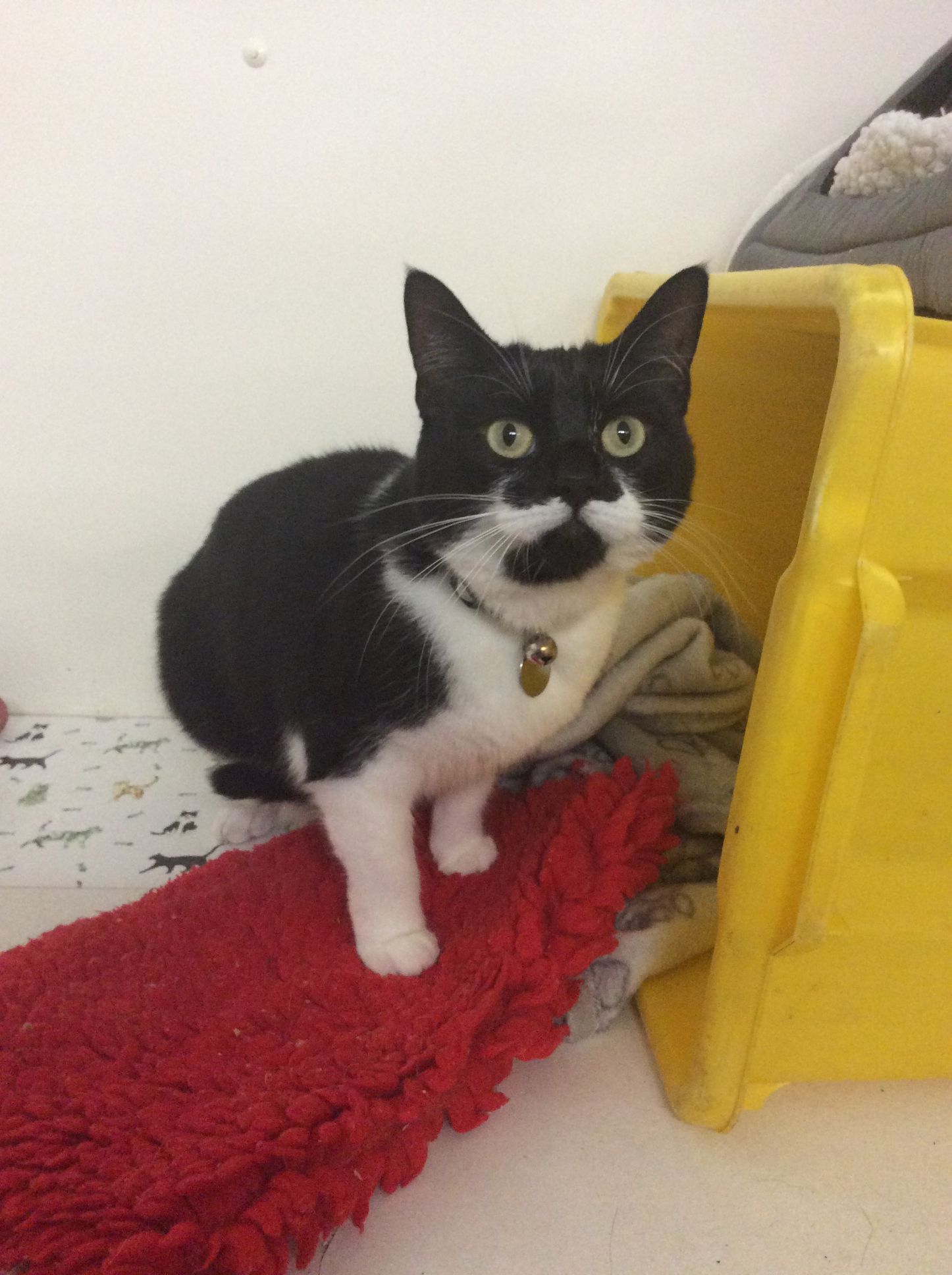 Pet care services | Longcroft Boarding Kennels & Cattery