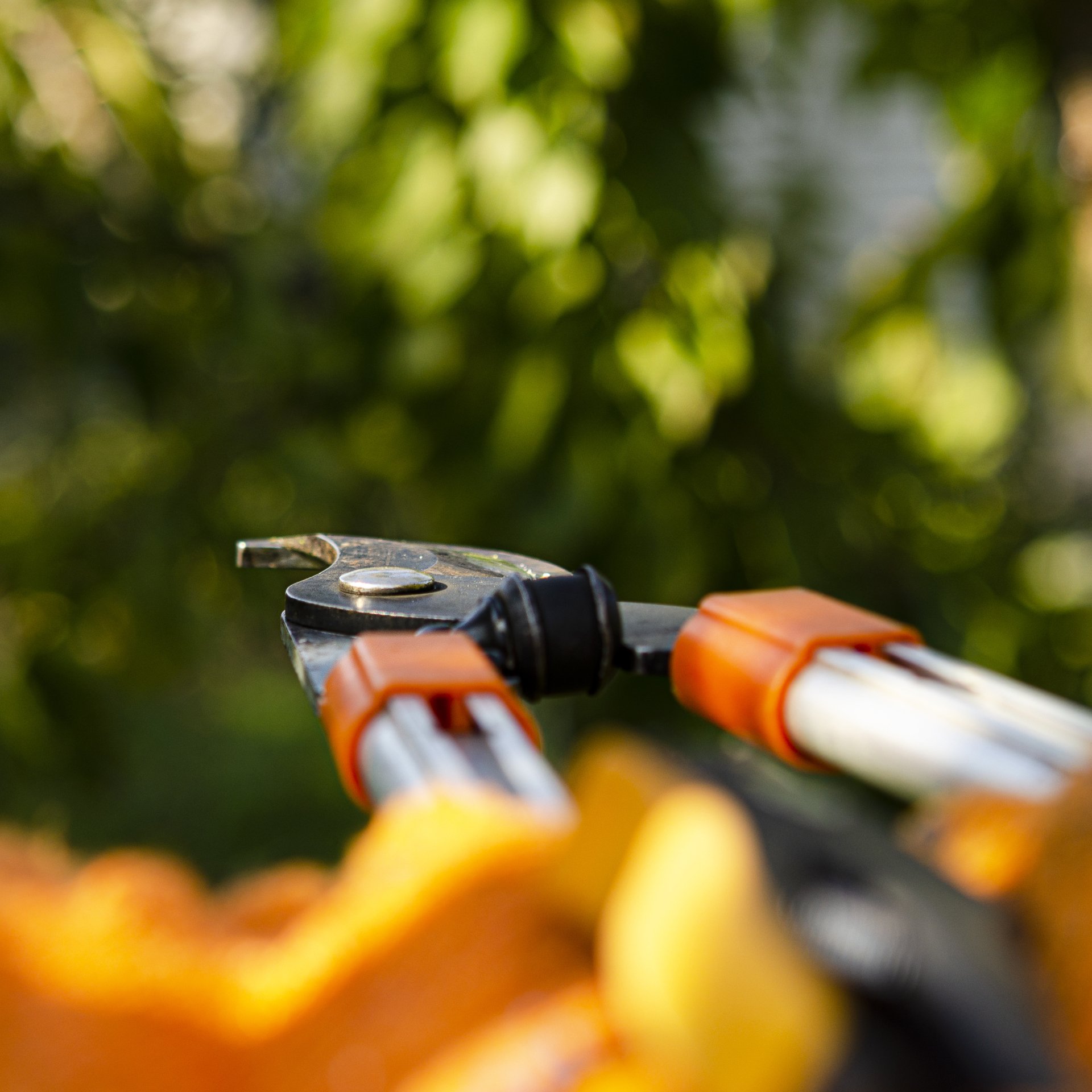 Tree Service Experts | Loveland, Fort Collins Colorado
