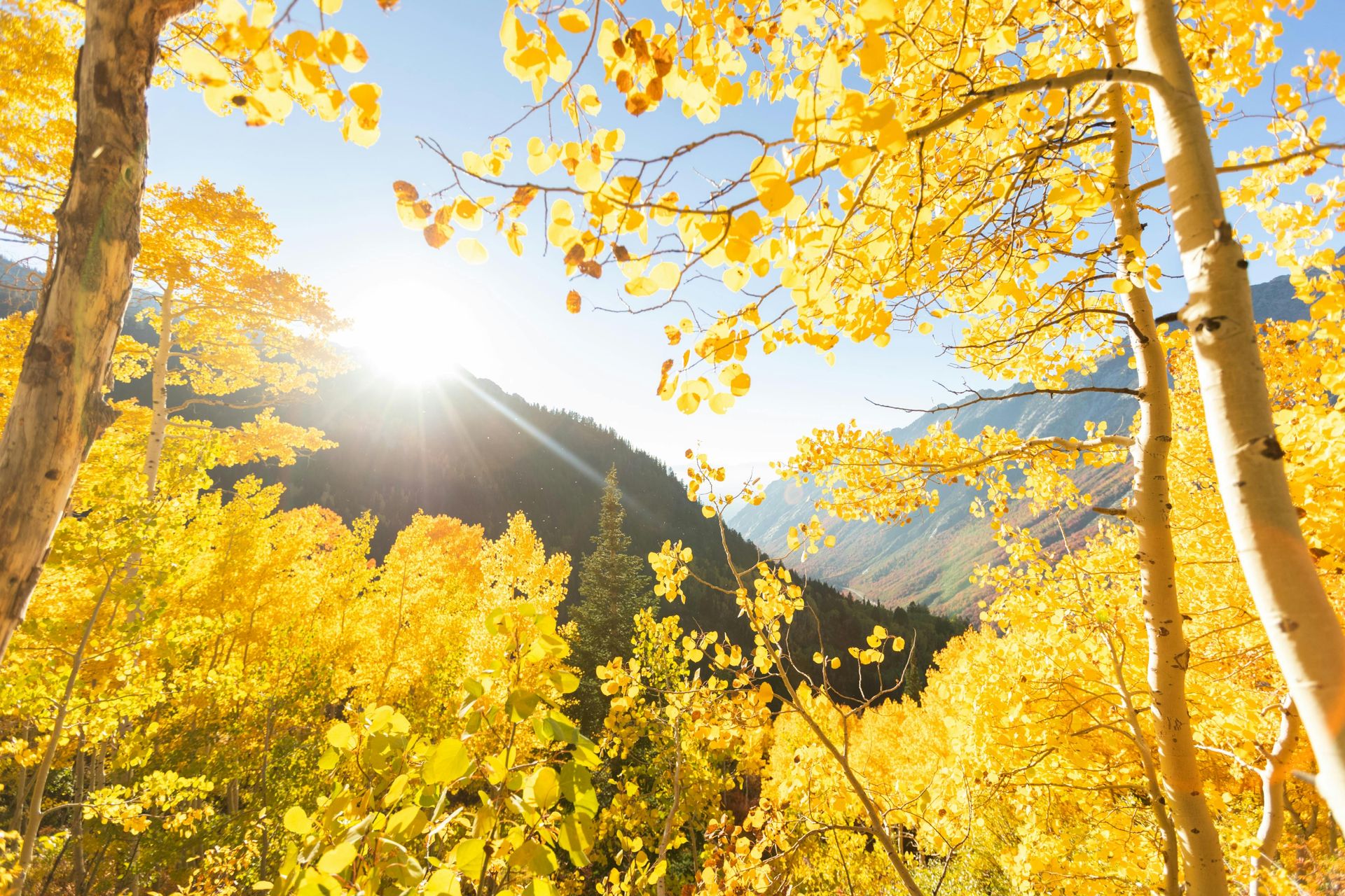 Five of the Most Common Trees Found in Colorado