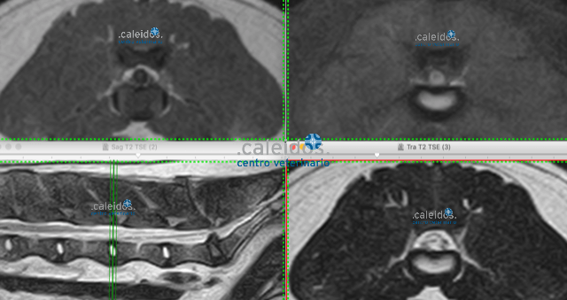 Veterinary MRI | Albisola Superiore | Centro Veterinario Caleidos