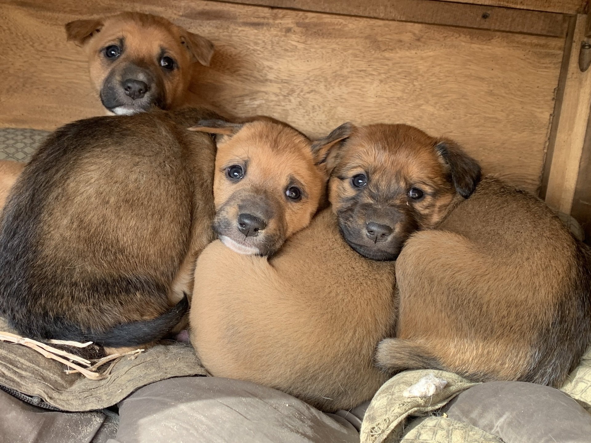 Turquoise Paw Rescue | Dog Rescue and Foster Dog Program in Shiprock NM