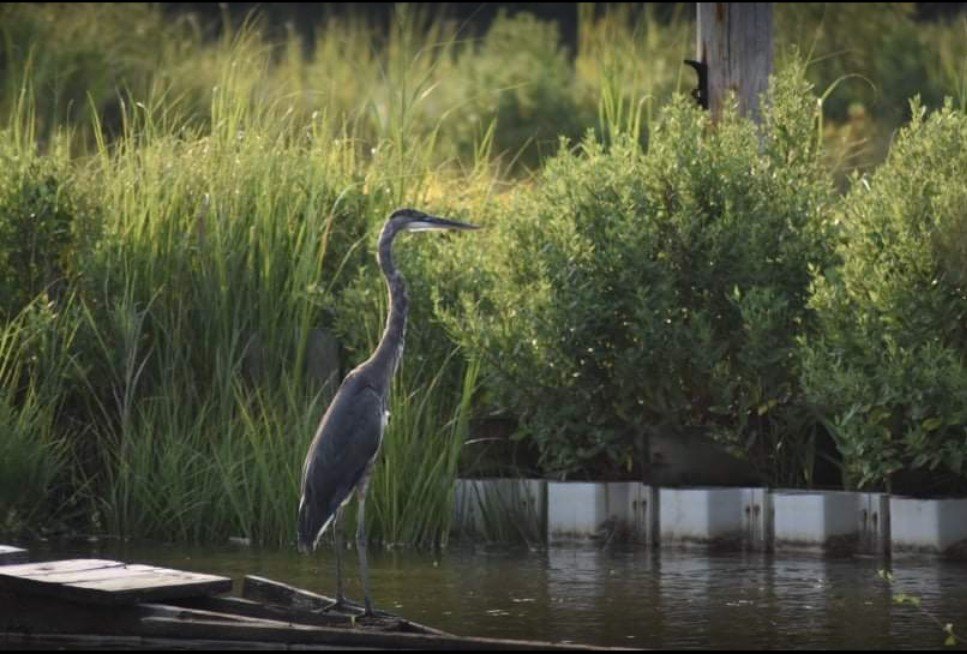 Waterfront Recreation & Rentals | Endeavor Point | Benedict, MD