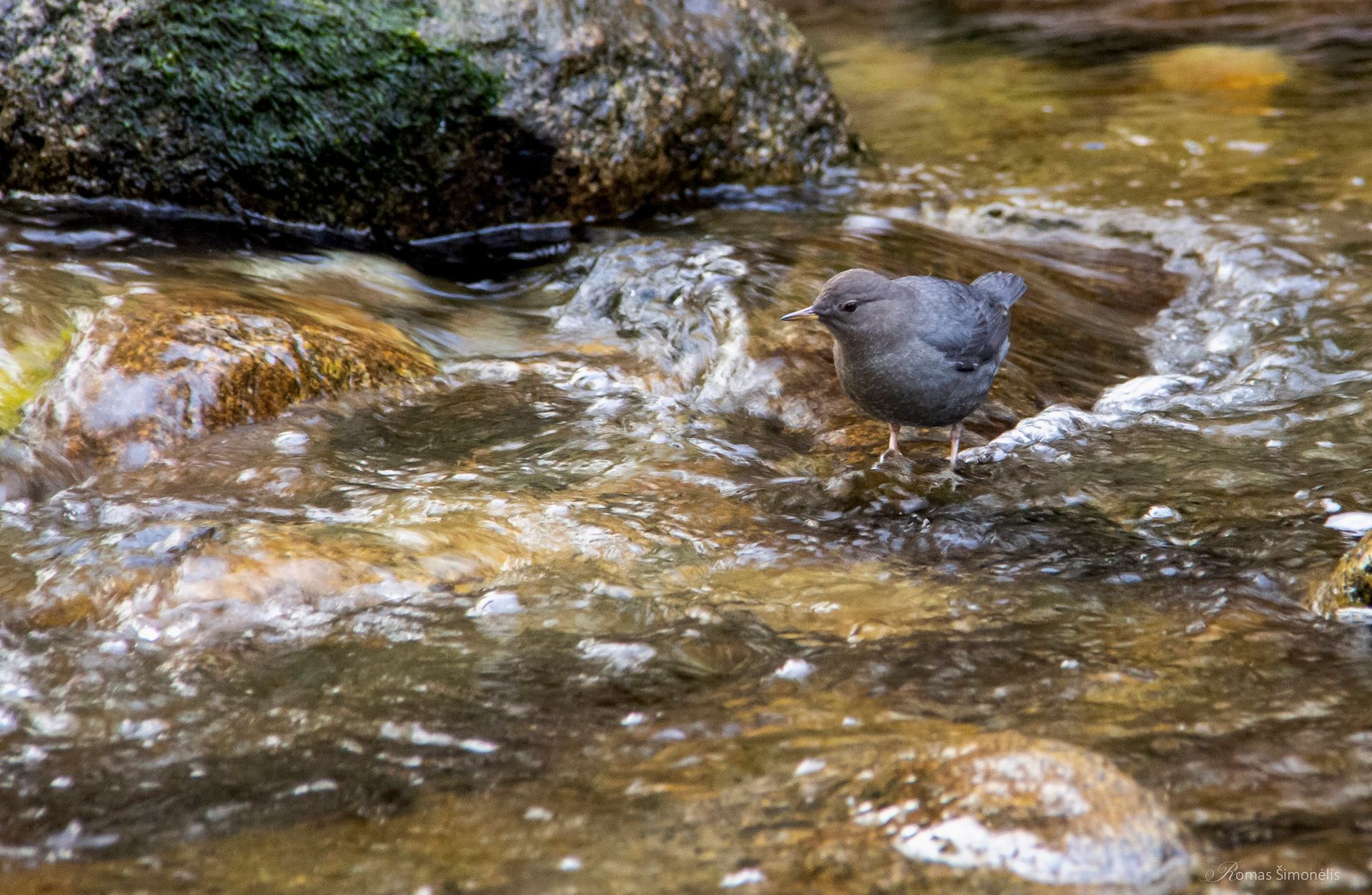 Wild Salmon and the Ecosystem, a Symbiotic Relationship
