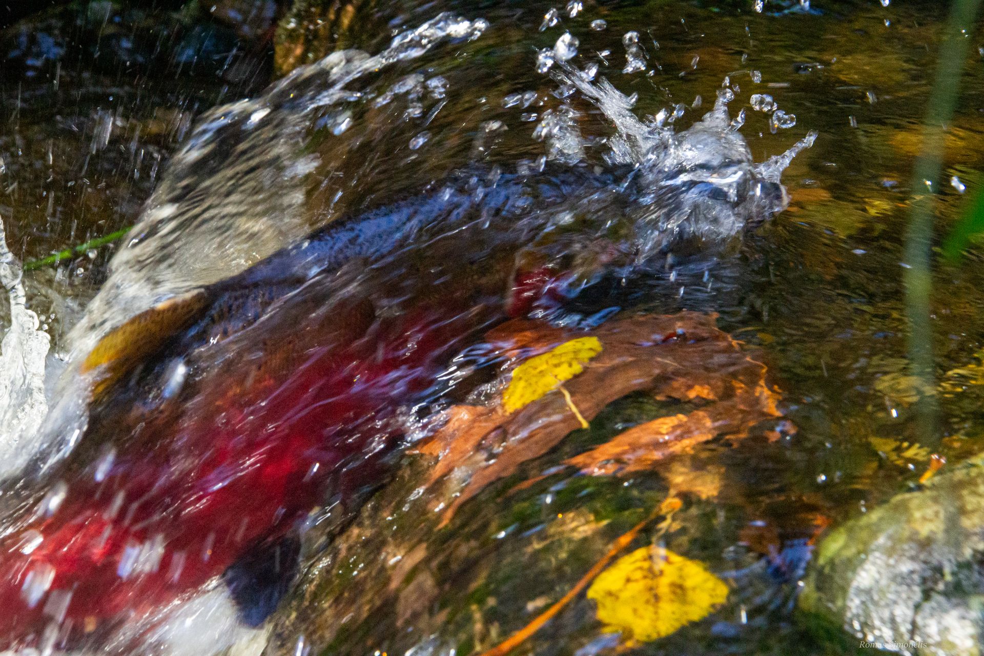 Wild Salmon and the Ecosystem, a Symbiotic Relationship
