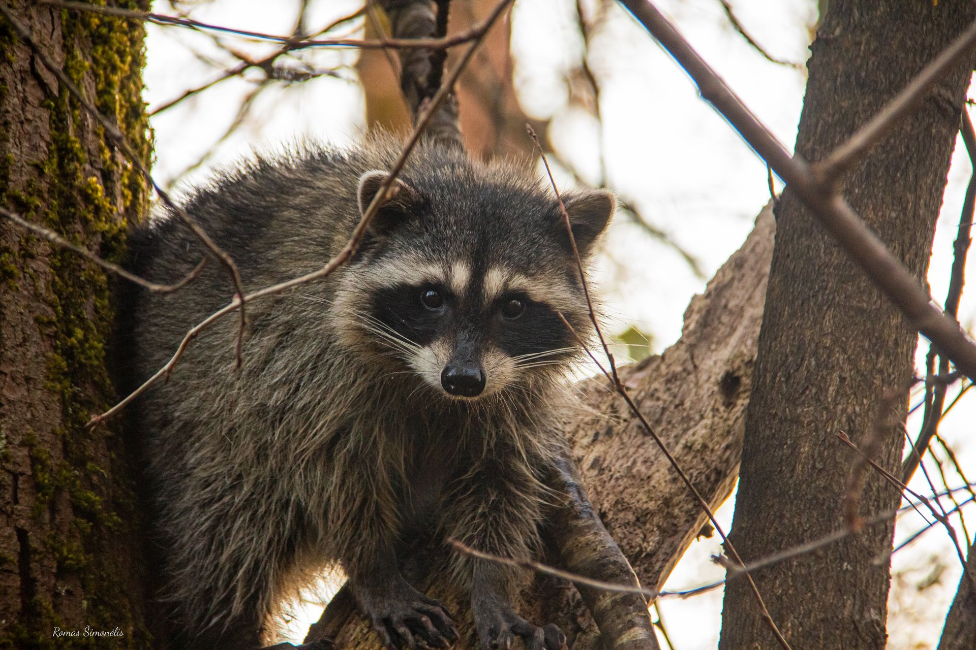 The Truth Behind Fake Animal Rescue Videos and Photos.