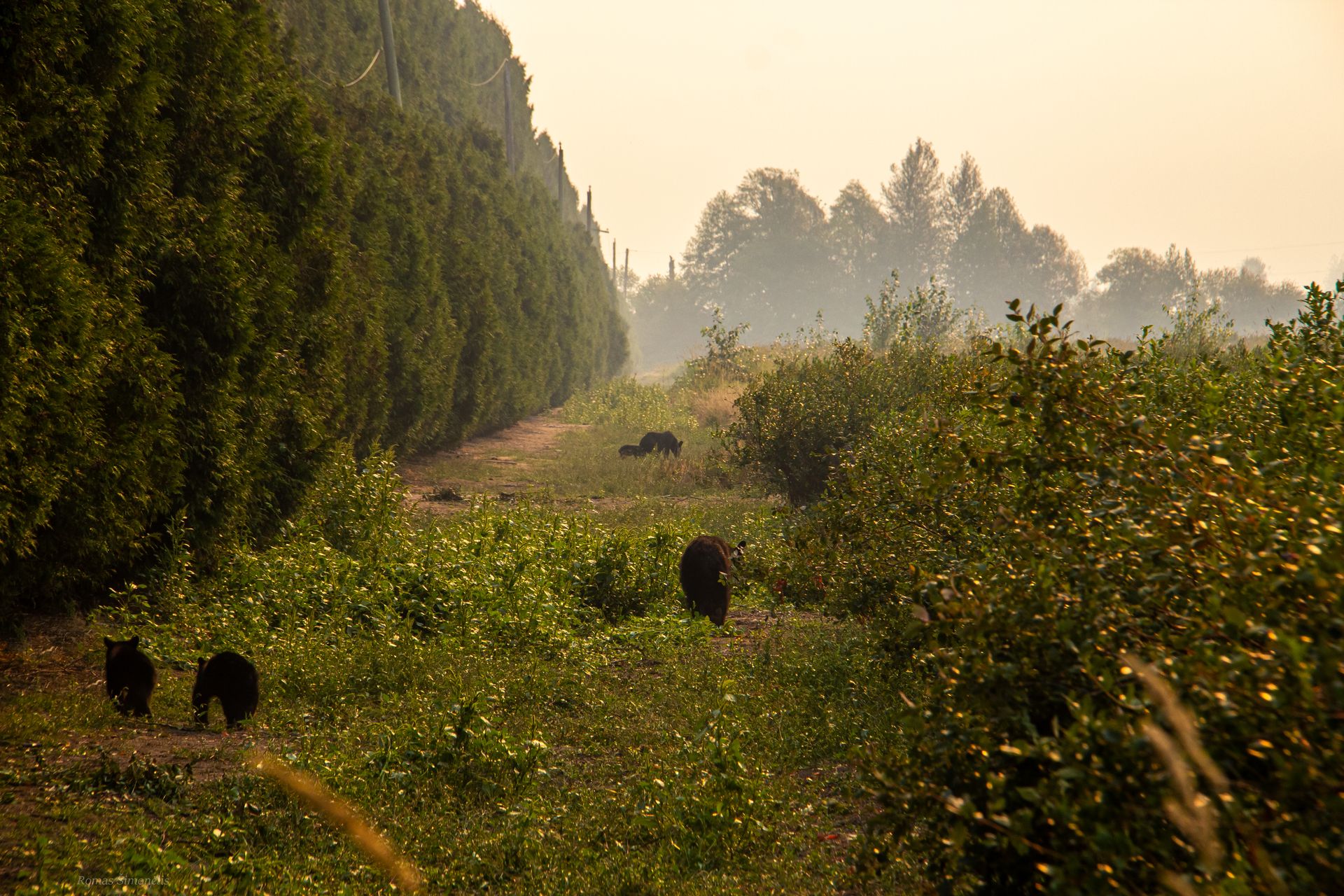 Strategies for Enhancing Urban Wildlife Conservation