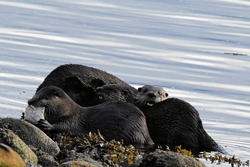 An introduction to The North American River Otter
