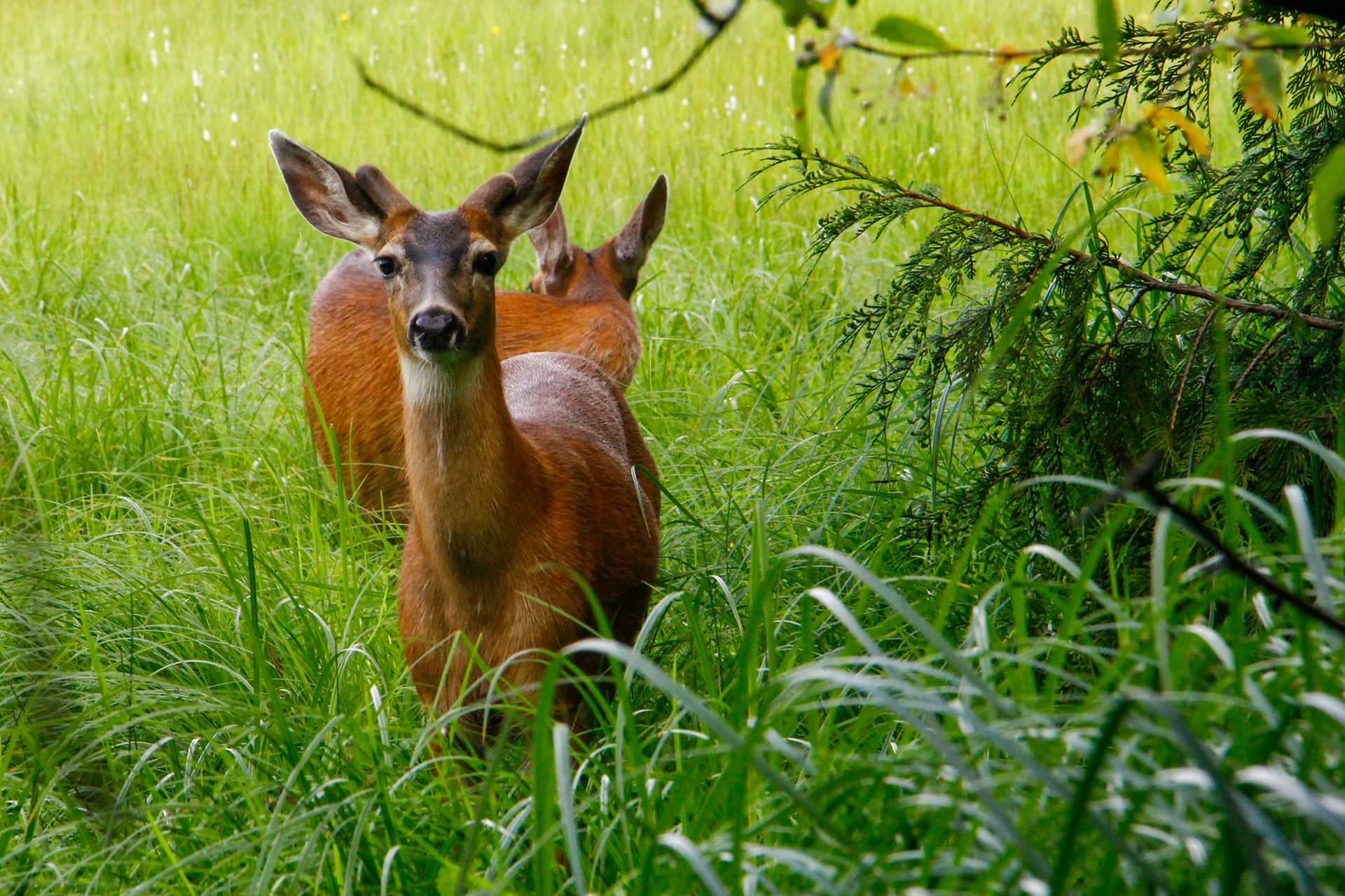 Introducing the Black-tailed Deer
