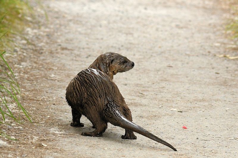 An introduction to The North American River Otter