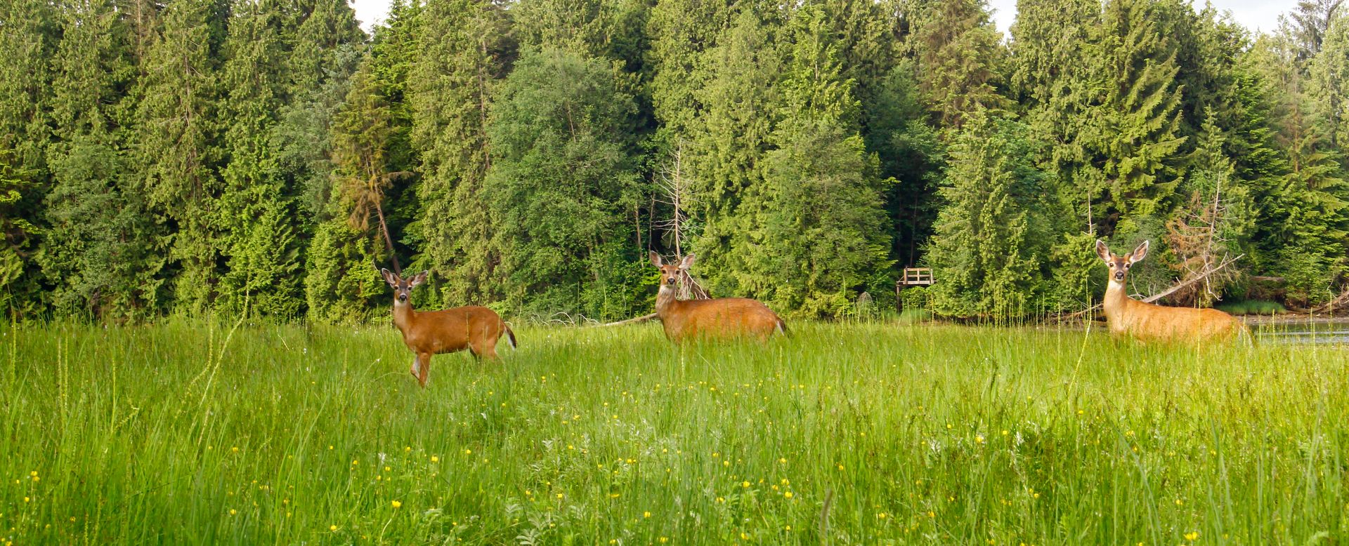 Strategies for Enhancing Urban Wildlife Conservation